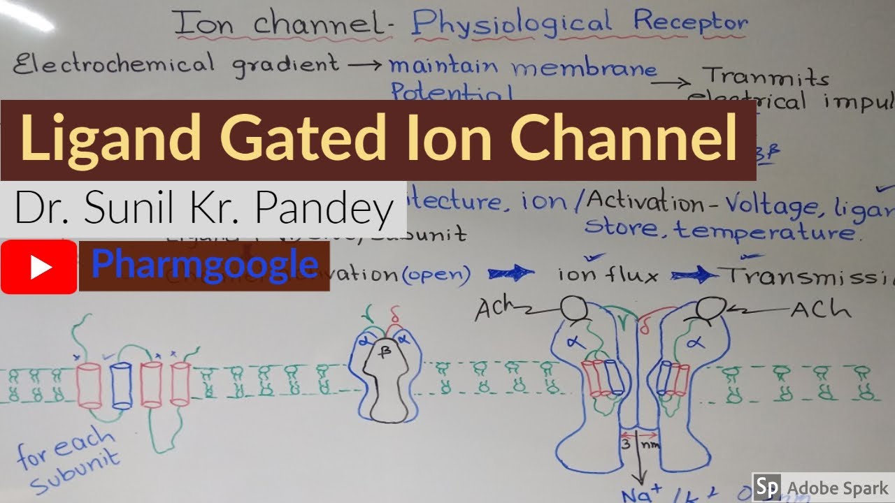 Ligand gated ion channel in English II Ion channel receptor II - YouTube
