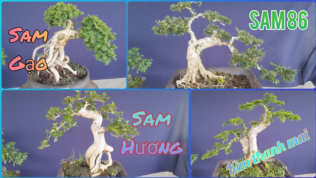 giao lưu ace.sam gạo.sam 86.sam hương.thanh mai( nguyễn bonsai ) - YouTube