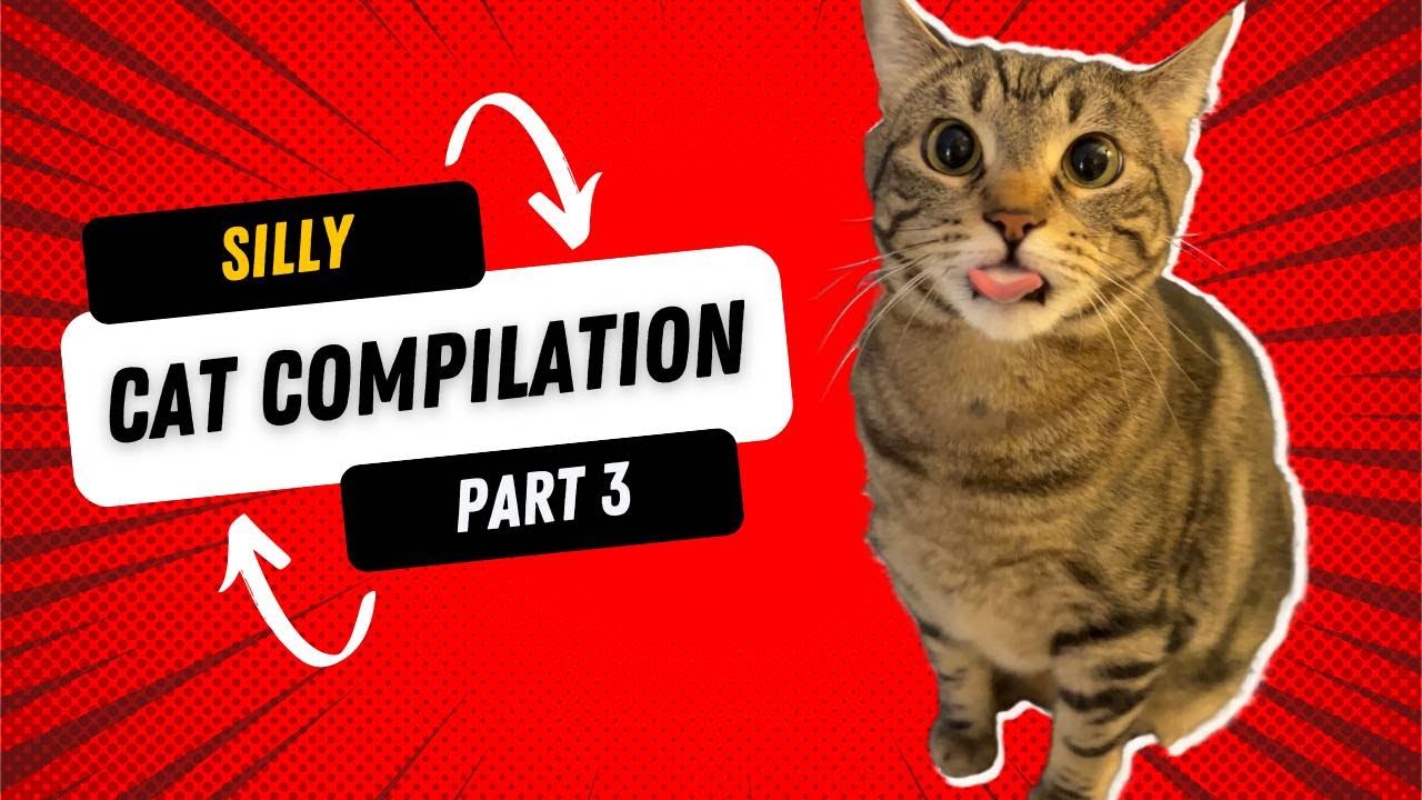 Silly Cat Compilation - Part 3 - Blawg - YouTube