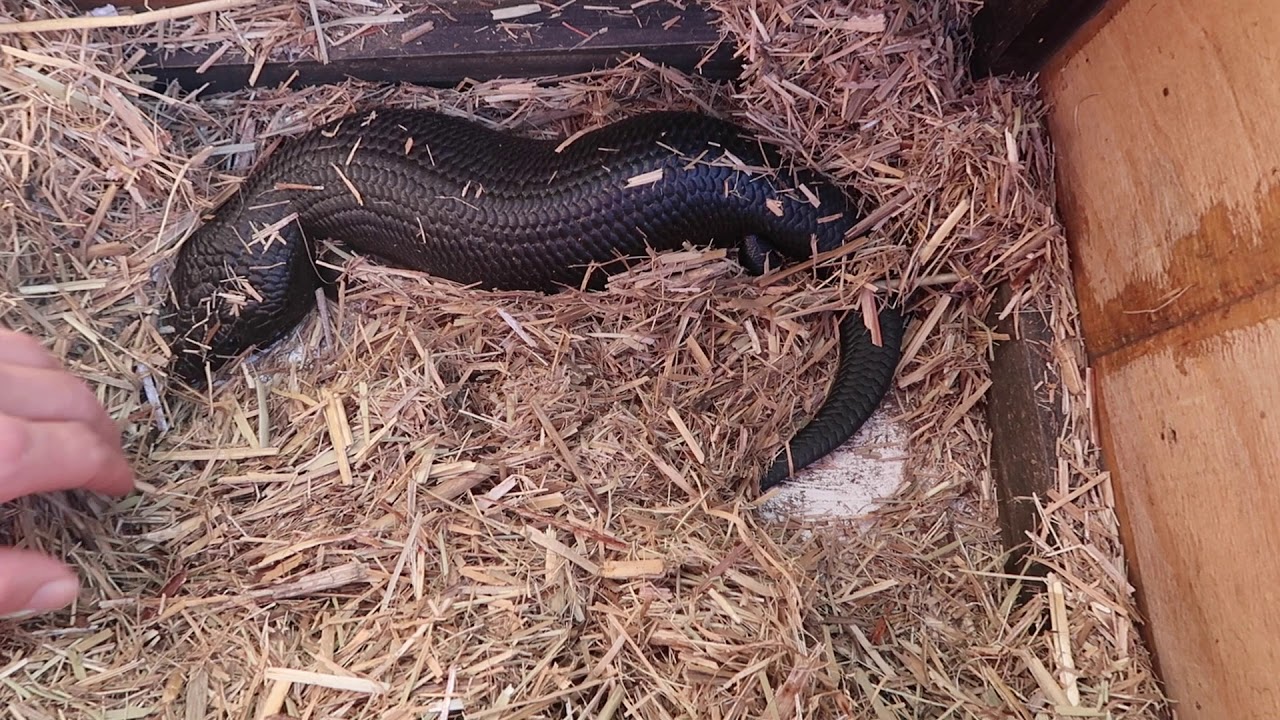 Lizards In Winter Brumation - YouTube