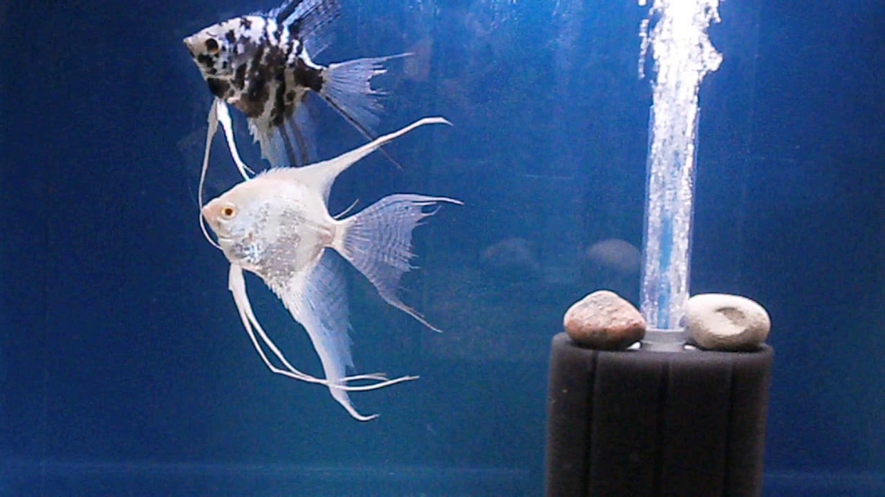 ALBINO BLUE SILVER GLITTER X BLUE MARBLE ANGELFISH PAIR - YouTube
