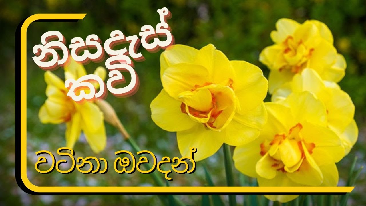 වටිනා ඔවදන් - නිදහසේ අසන් - නිසඳැස් කවි /Sinhala Nisadas - YouTube