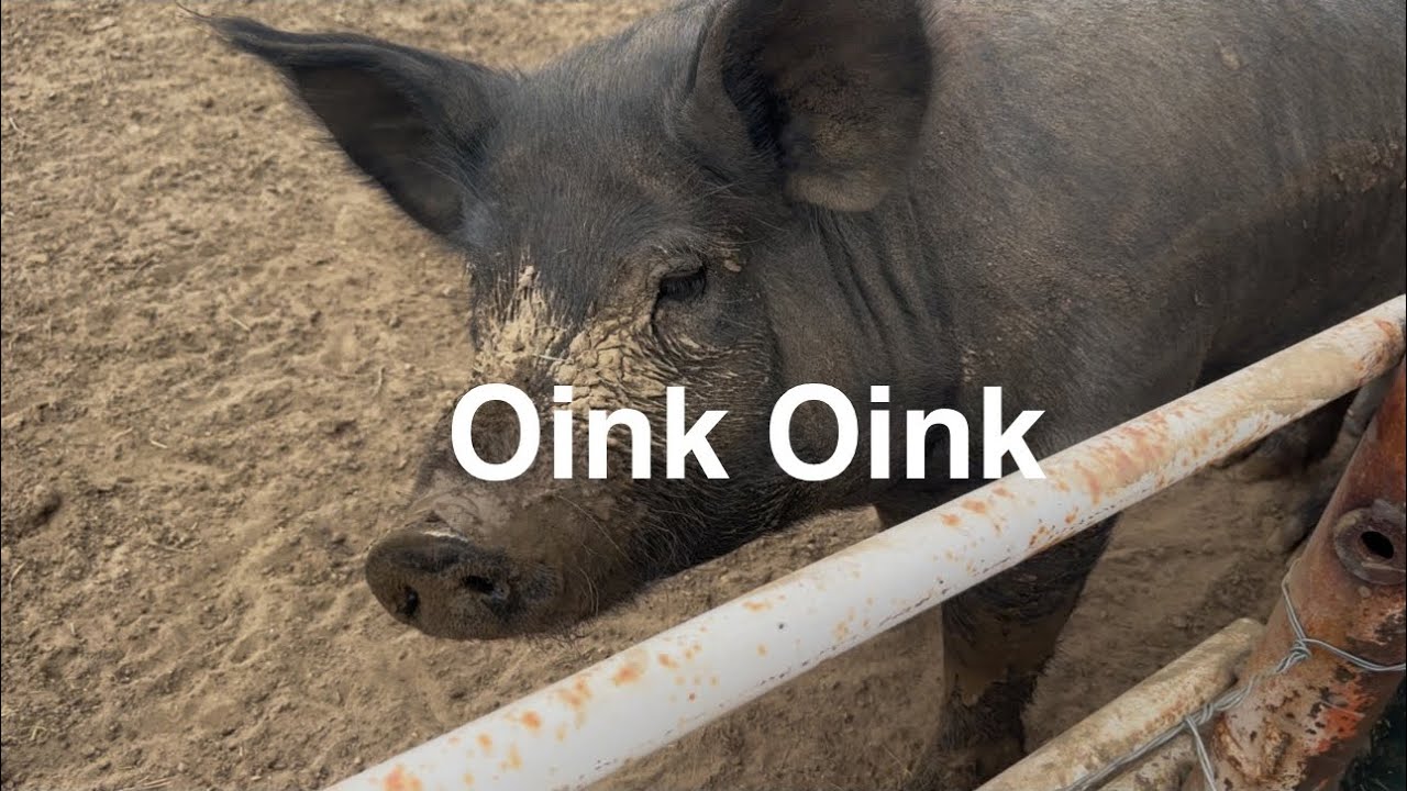 Oinking With the Pigs - YouTube