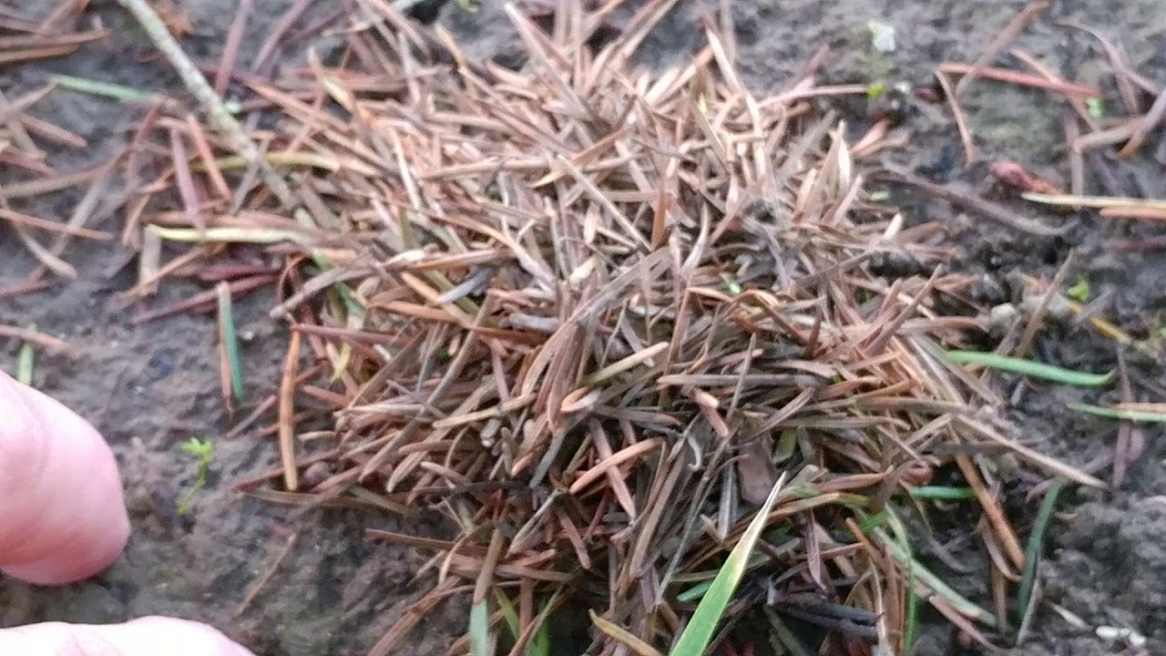 Night Crawler midden mounds, Students can discover what moves in the ...