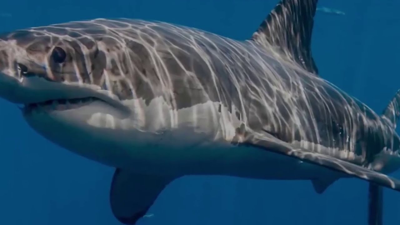 Megalodon Nedir? / Nerede yaşar? / Brain TV - YouTube