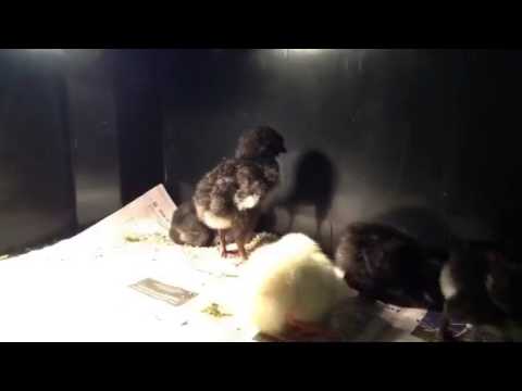 Chicken feeding time lapse - YouTube