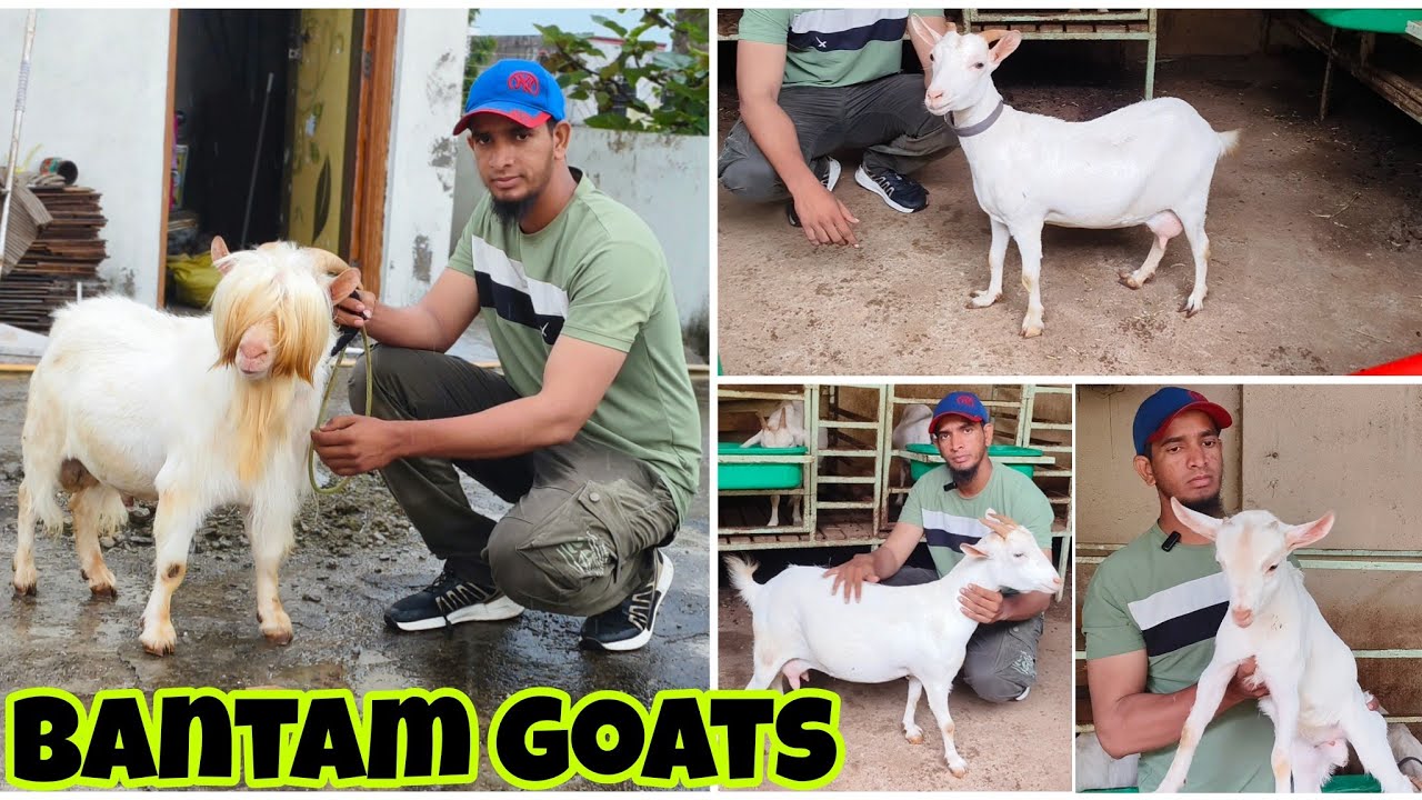 Extreme Quality Buff wala Bantam and Female collection at Aafiya goat ...