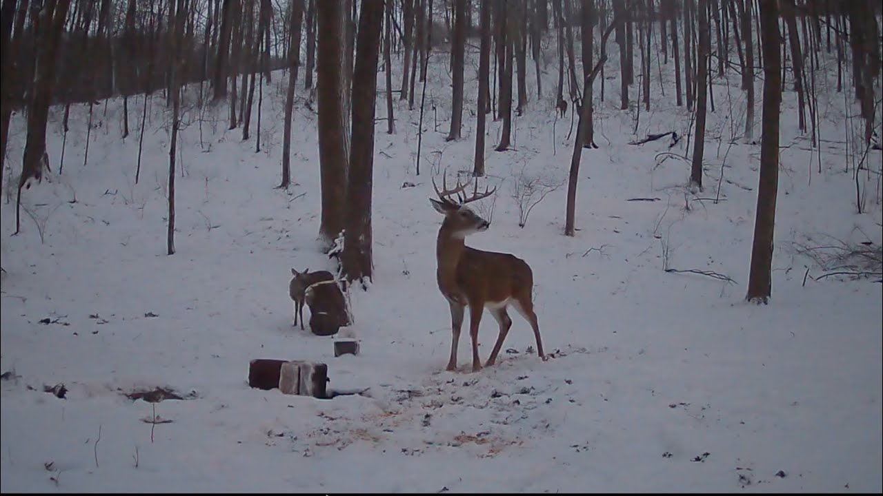 12/23/22 Morning. 10pt BUCK WITH FROZEN HEAD! Frozen doe crowd. It’s ...