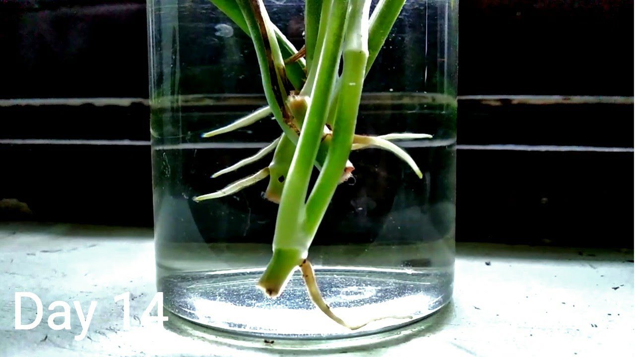 propagation of pothos plant / money plant | easy way - YouTube