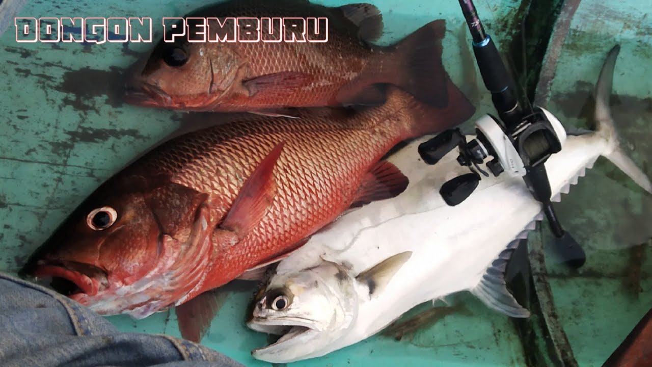 Kakap Merah Muara II Teluk Adang - YouTube