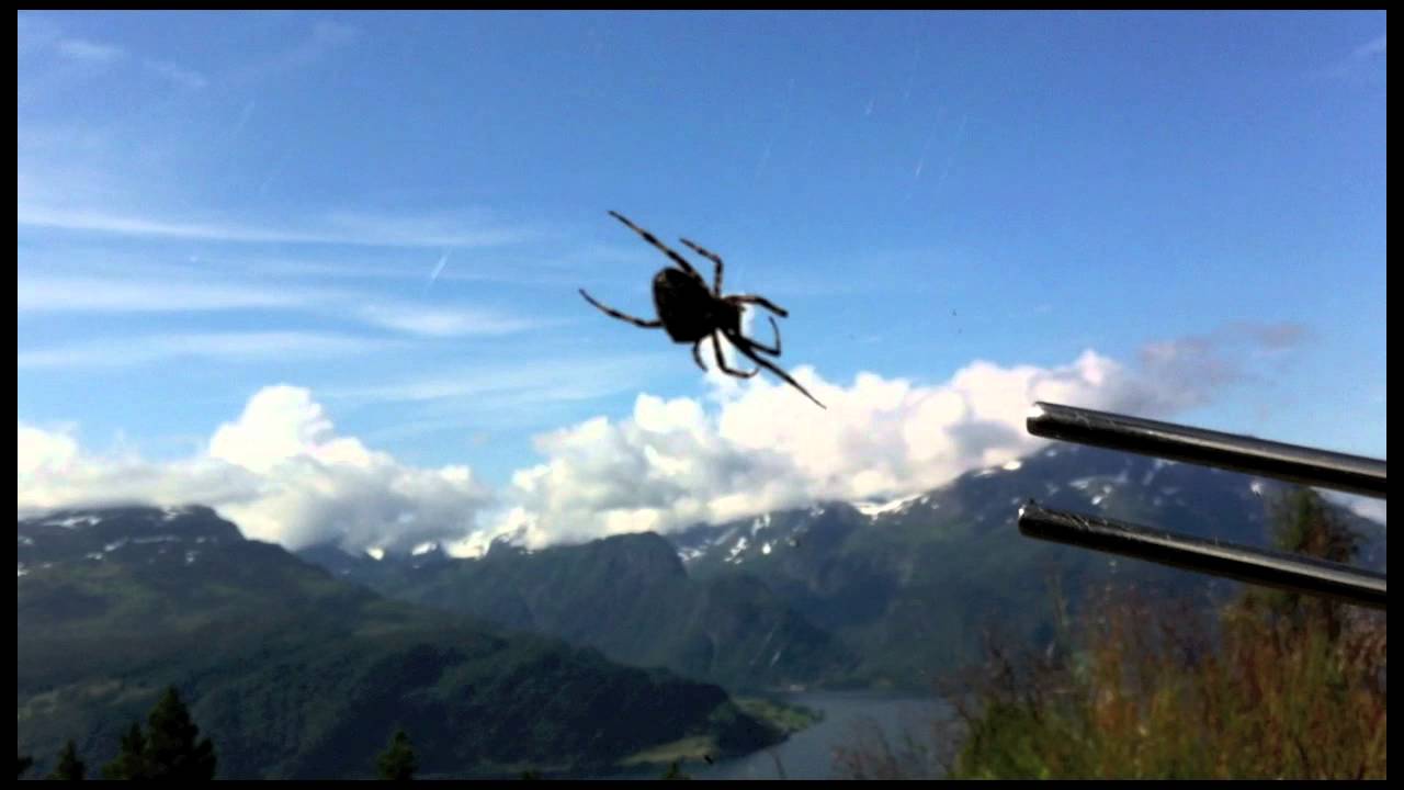 spider vs tuning fork - YouTube