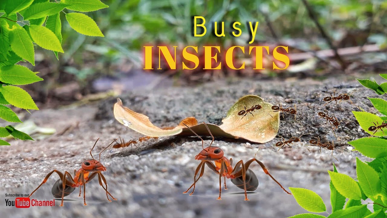 Busy Insects | Fluttering Leaves | #02 - YouTube