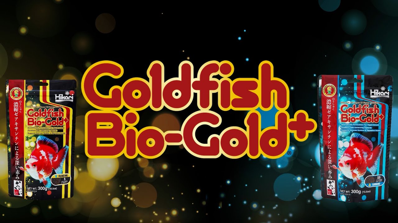 hikari goldfish bio gold Hikari Goldfish Bio-Gold+ 100g 300g อาหารปลา ...