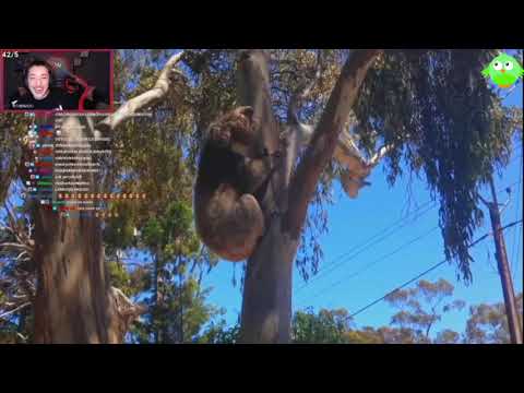 Pqueen Yavru Koala'nın Ağlamasını İzliyor