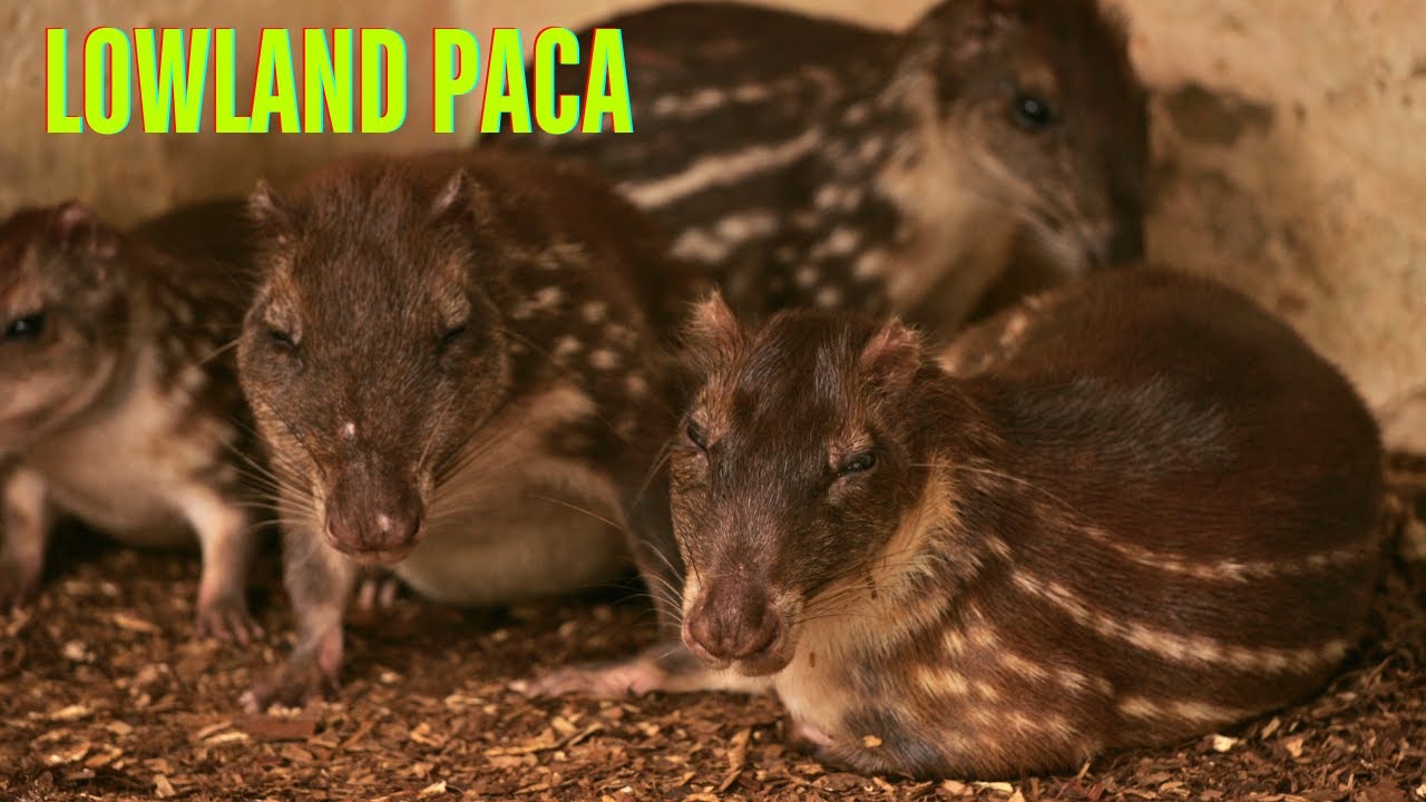 Lowland Paca (Spotted Paca): Elusive Nocturnal Foragers - YouTube