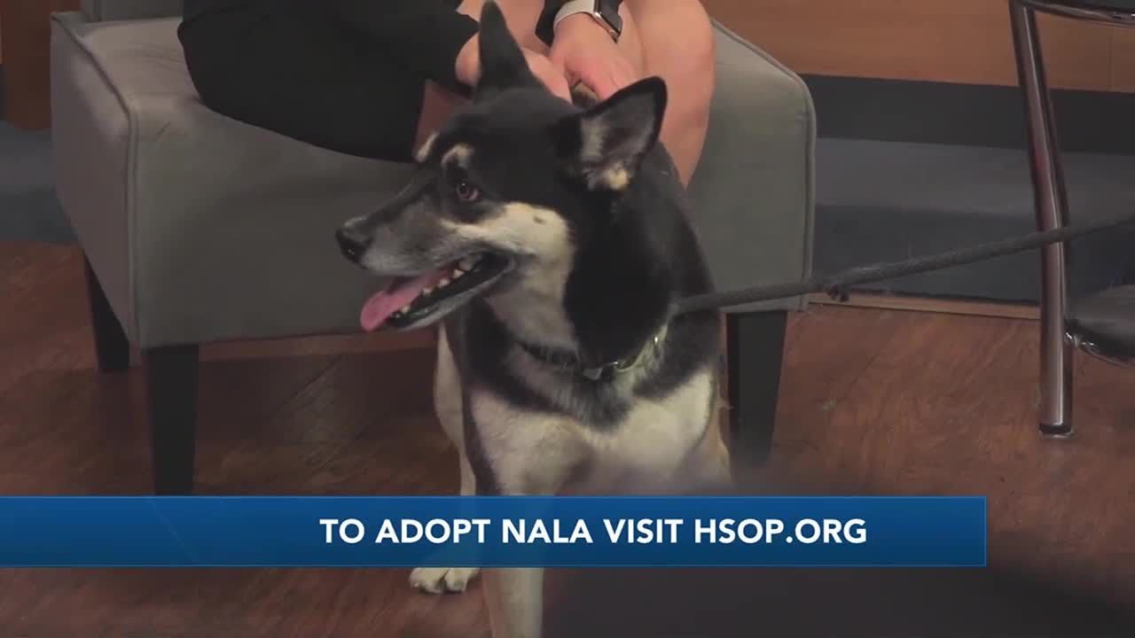 Meet Nala! WTAP's Pet of the Week! - YouTube