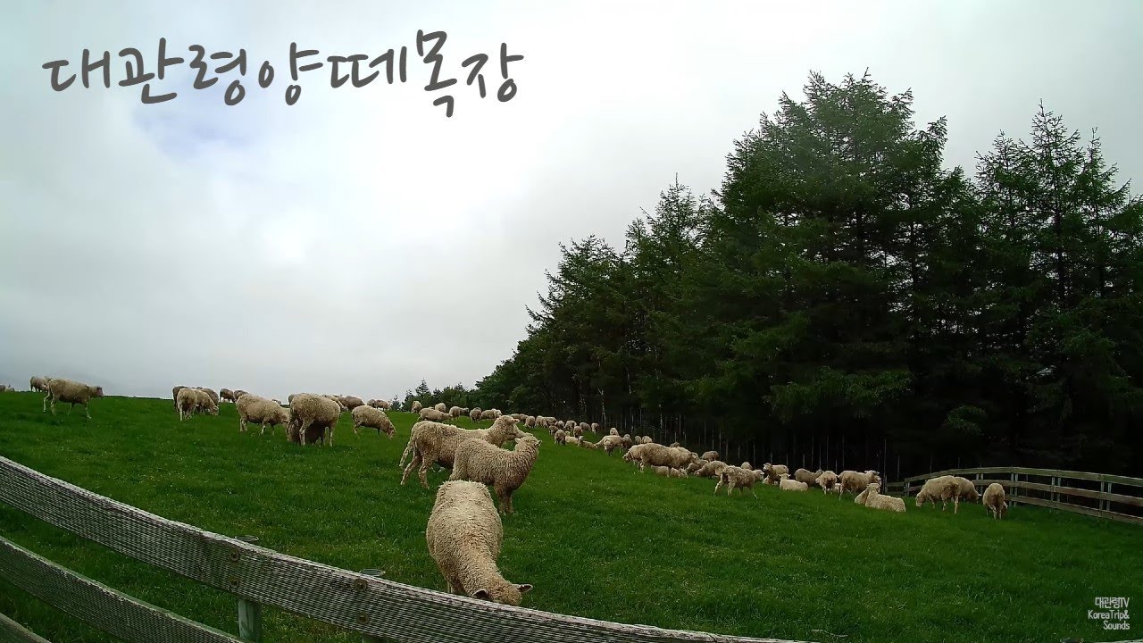 [Walking in South Korea] 🚶Walking on a sheep ranch with beautiful ...