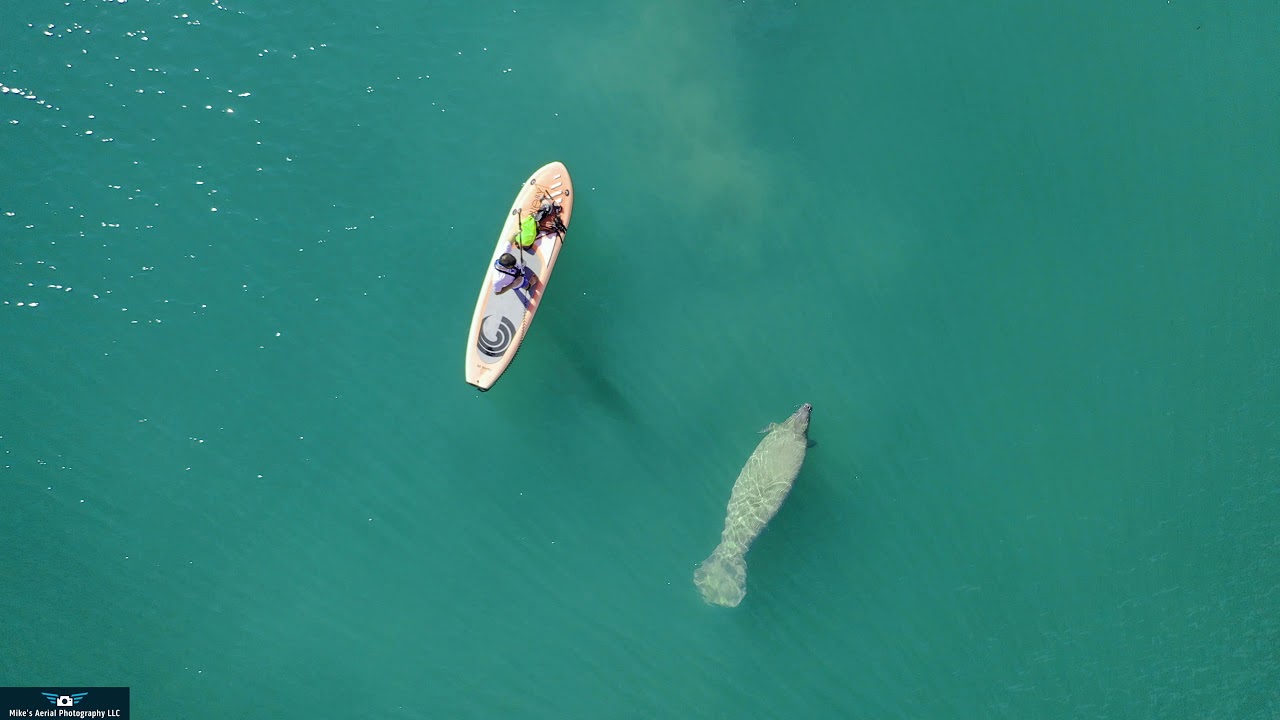 Manatees - Virginia Key FL - YouTube