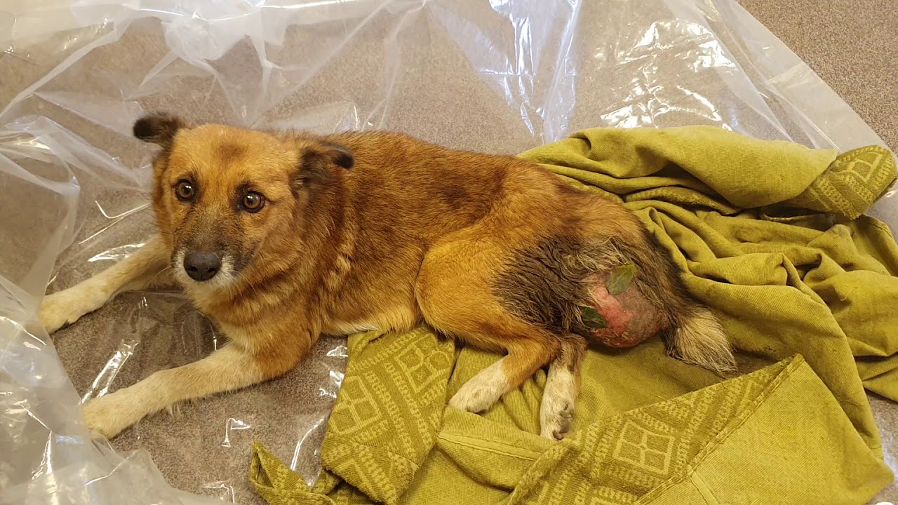 Catelusa din curtea bunicii ! - YouTube