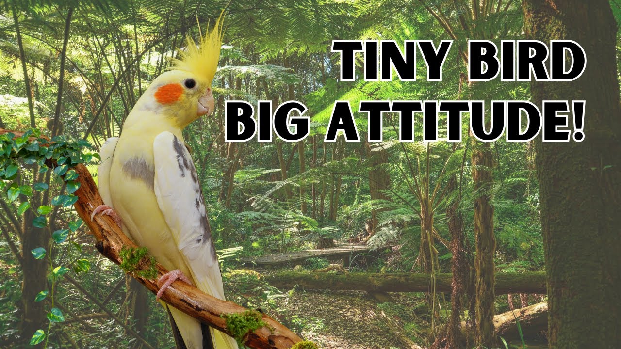 The CUTEST Cockatiel Moments Caught on Camera! - YouTube