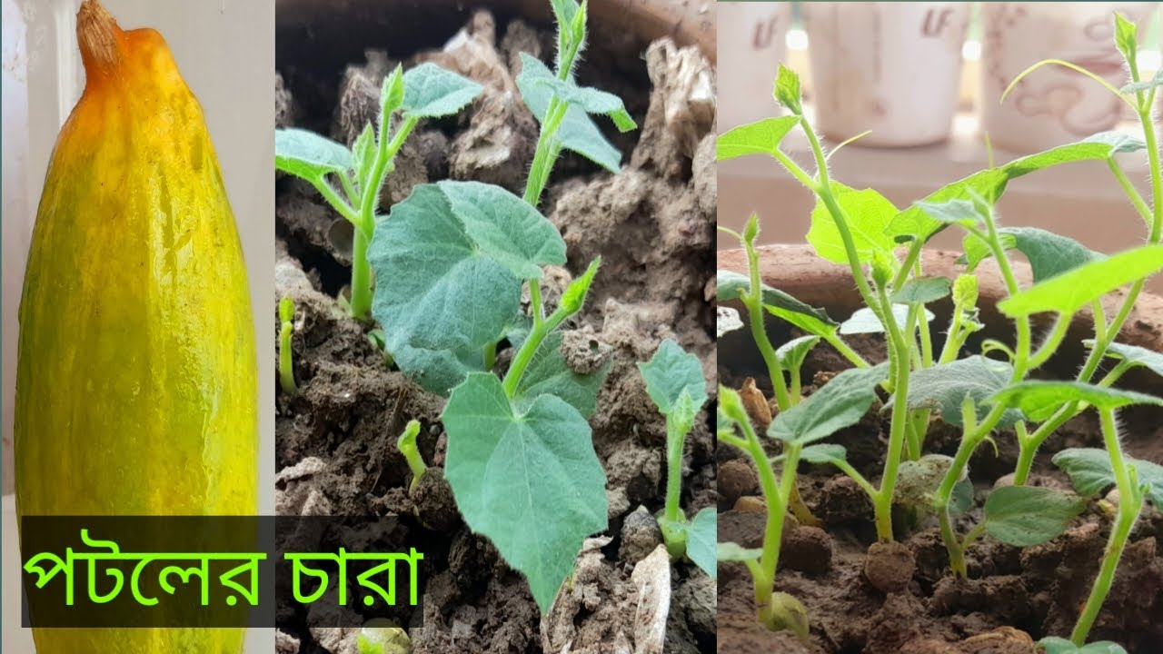 How To Grow Pointed Gourd From Seeds At Home. - YouTube
