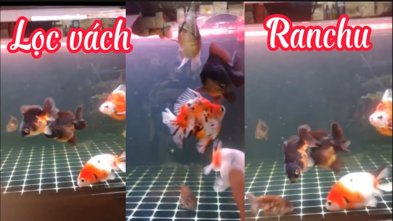Hồ Cá Ranchu Mini Đẹp - Bộ Lọc Vách Lọc Nước Cần Chú Ý Luồn Để Giúp ...