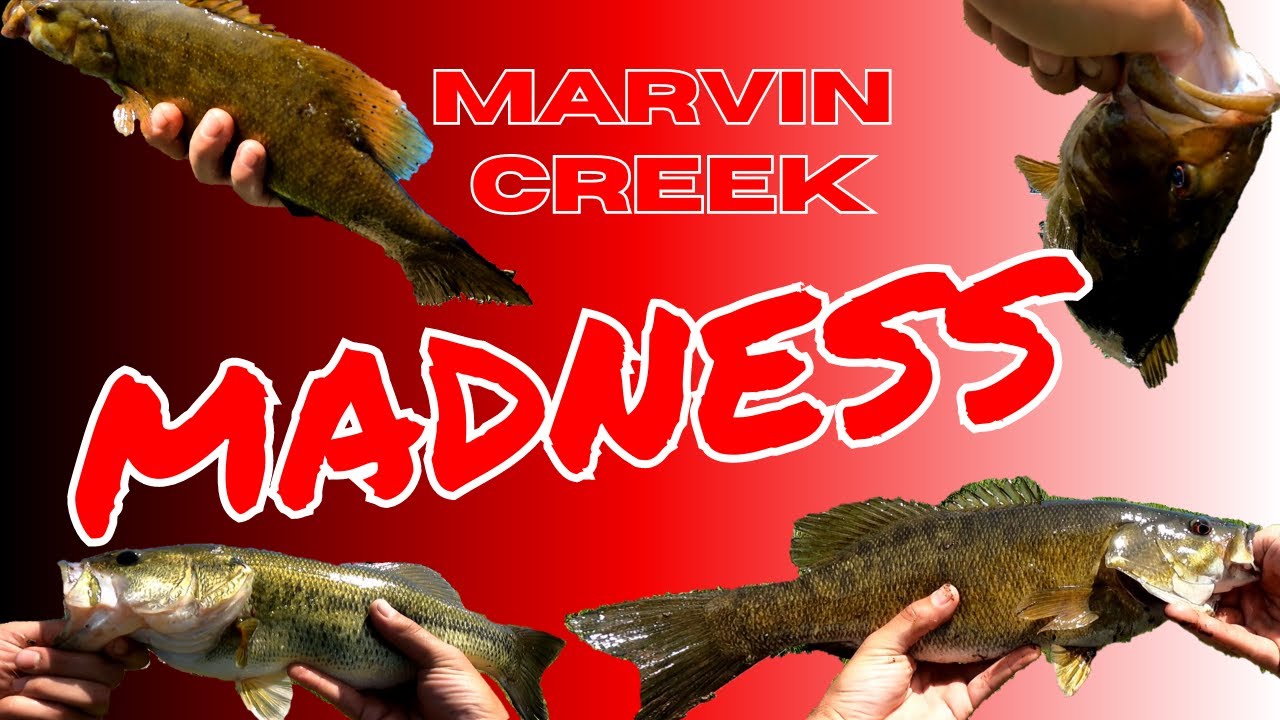 Marvin Creek MADNESS (SMALLMOUTH & LARGEMOUTH BASS Fishing) (Smethport ...