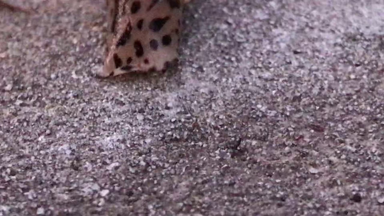 Slug trying to enjoy his walk - YouTube