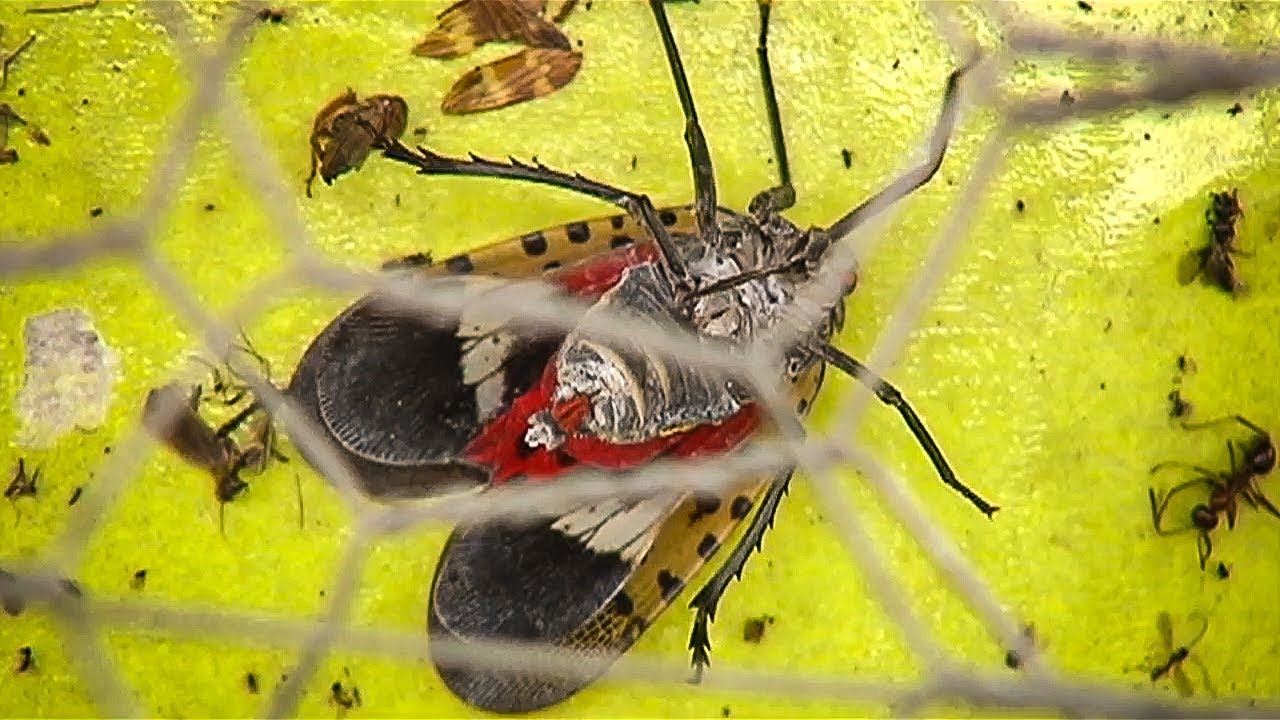 Tree of heaven might be key to spotted lanternfly invasion - YouTube