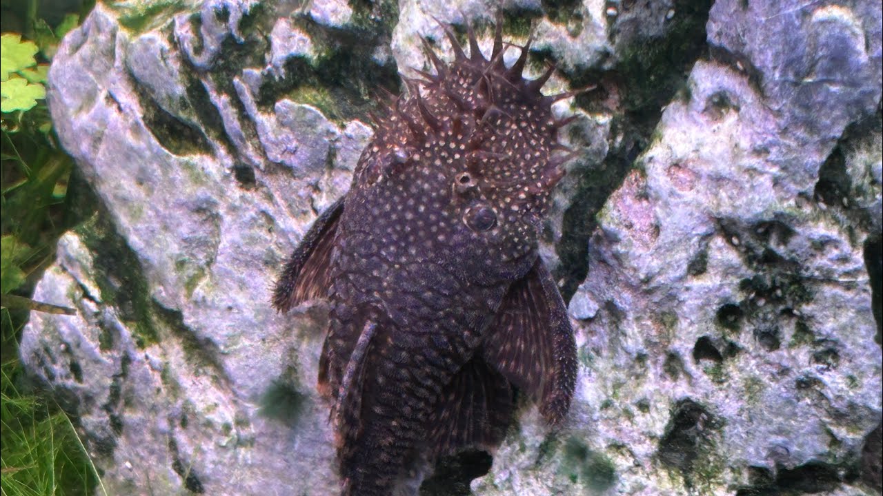 ADDING THE FINAL BATCH OF FISH IN 4FT PLANTED AQUARIUM. - YouTube