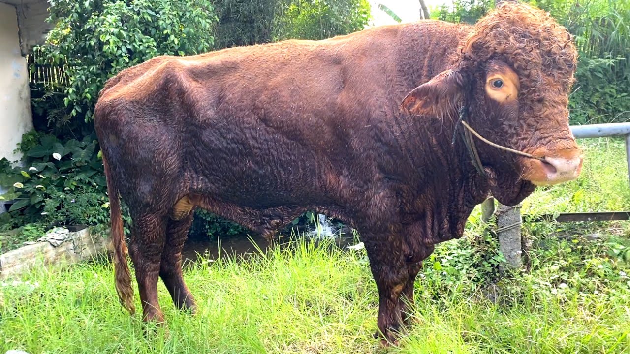 SAPI 1 TON UP RONTOK SAMA PMK - YouTube