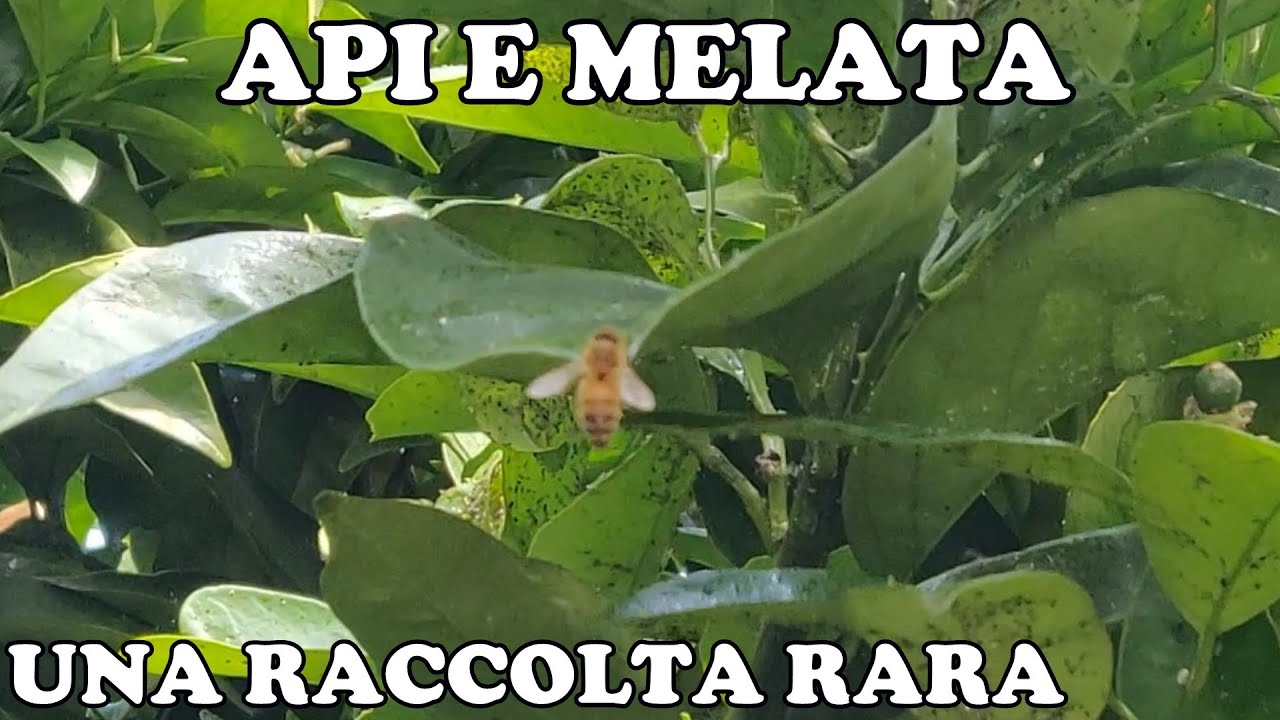 Api e Melata, una Raccolta più che Rara! 😮 - YouTube