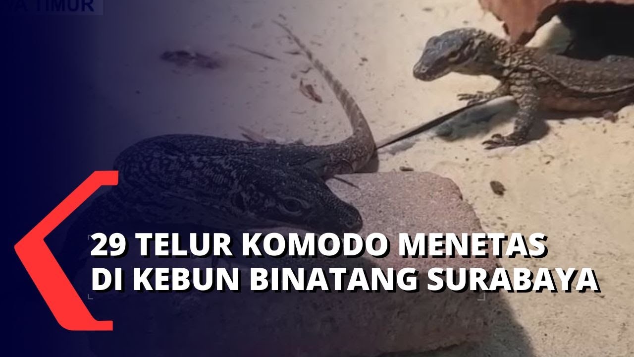 29 dari 40 Telur Komodo di Kebun Binatang Surabaya Menetas, Kini Total ...