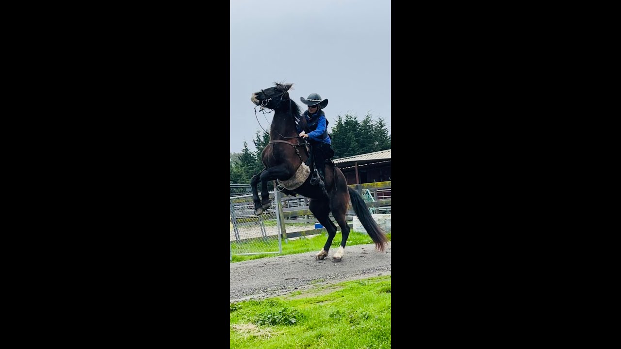 How To Help Your Spooking Horse - Gaited Horse Training - YouTube