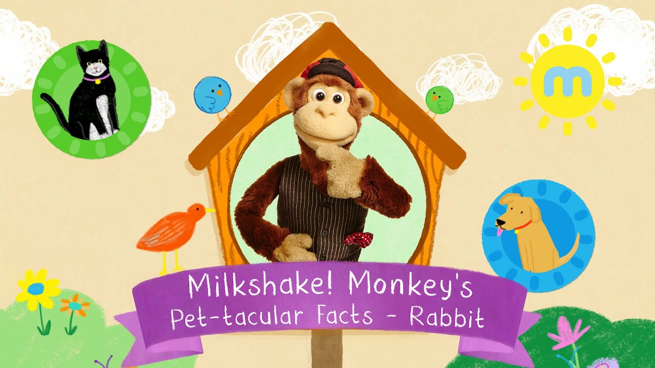 Milkshake! Monkeys Pet-tacular Facts | Rabbit - YouTube