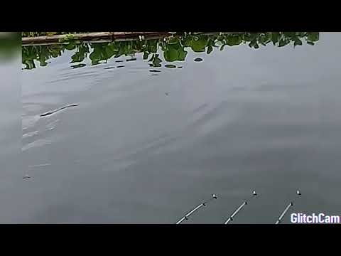 mancing ikan nila seberat 2 .kg di jati luhur kp.curug apu