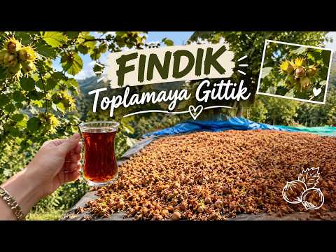 Fındık Toplamaya Gittik! 🌰 | Köyde Fındık Hasadı