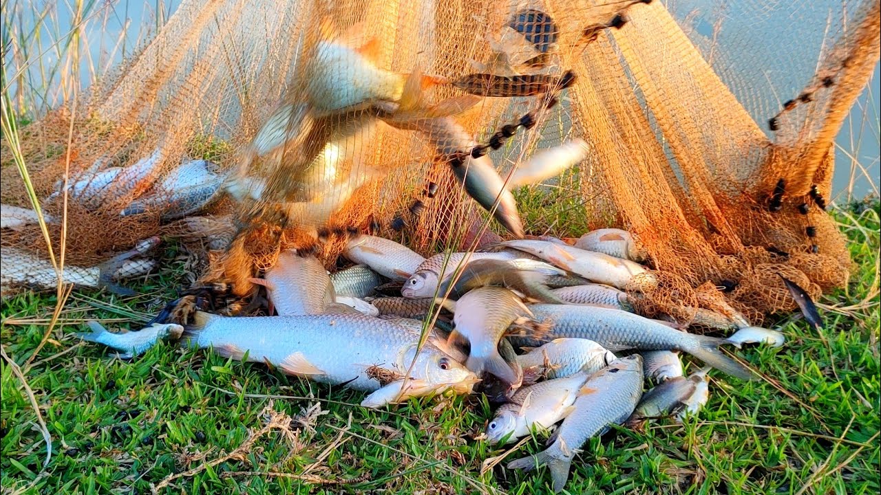 Amazing Video of Fishing with Net || Best Fishing Video || Fish farming ...