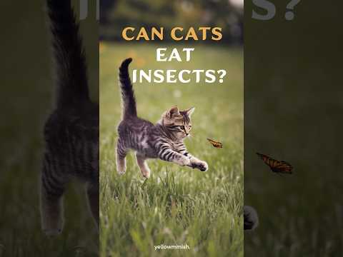 What Insects Are Safe For Cats