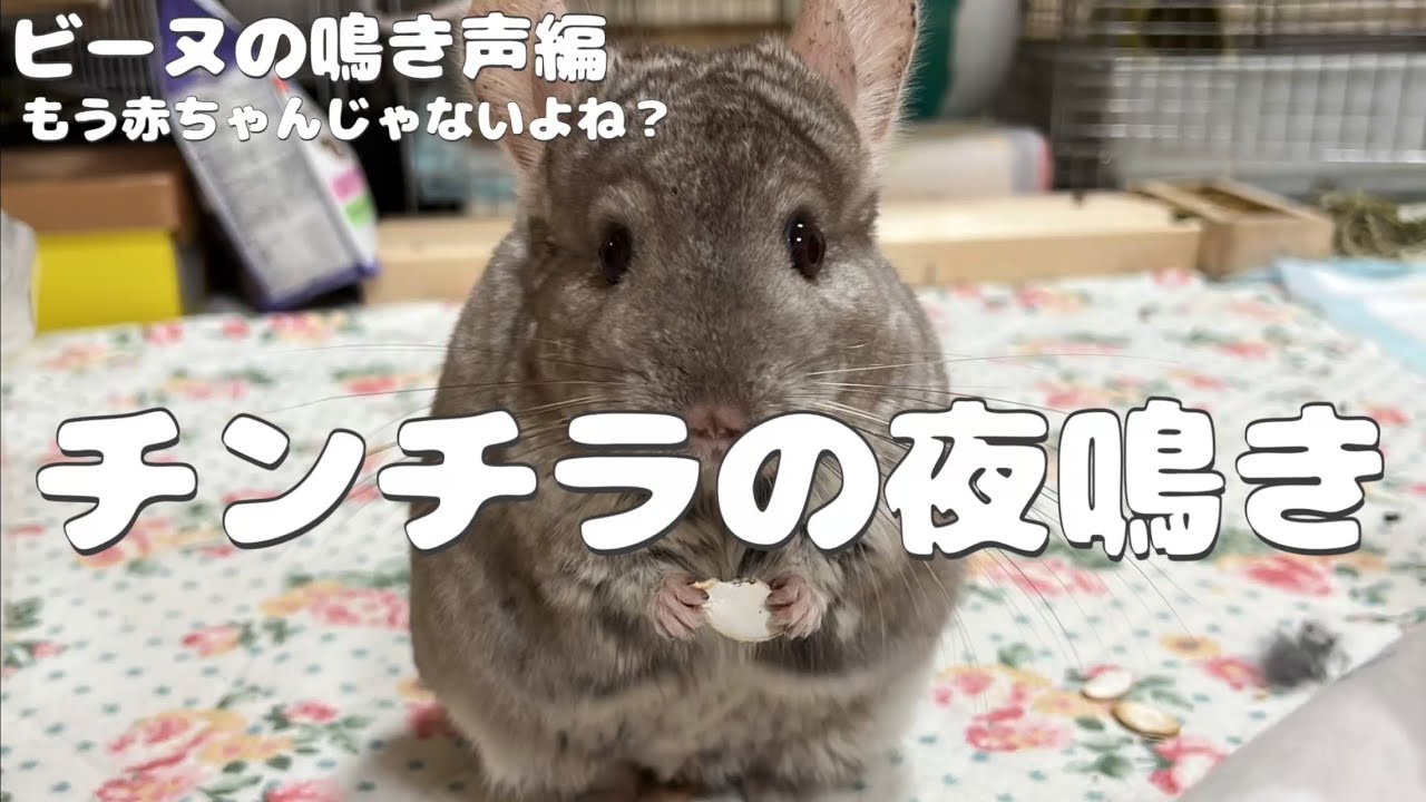【第37湯】チンチラの夜鳴き／もう赤ちゃんじゃないよね？3歳のチンチラビーヌが深夜にずっと鳴いています Chinchilla crying at night - YouTube