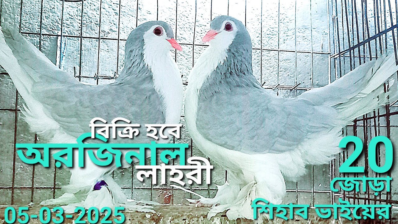 অরজিনাল ইউরোপিয়ান লাহরী সিরাজি কবুতর বিক্রি হবে | Original Lahore ...