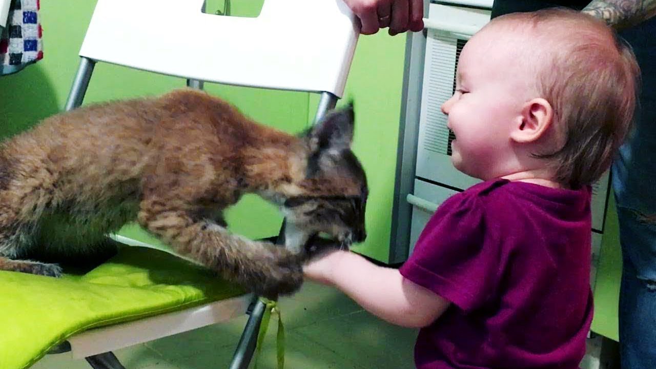 Kittens and Babies Playing Together Compilation 2018 - YouTube