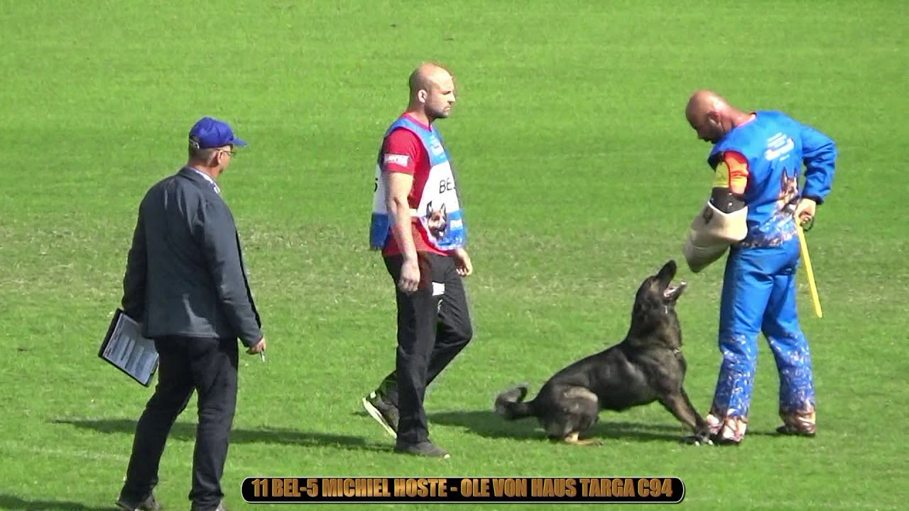 IGP C-Protection part 3 Back transport and attack on the dog Highlights ...