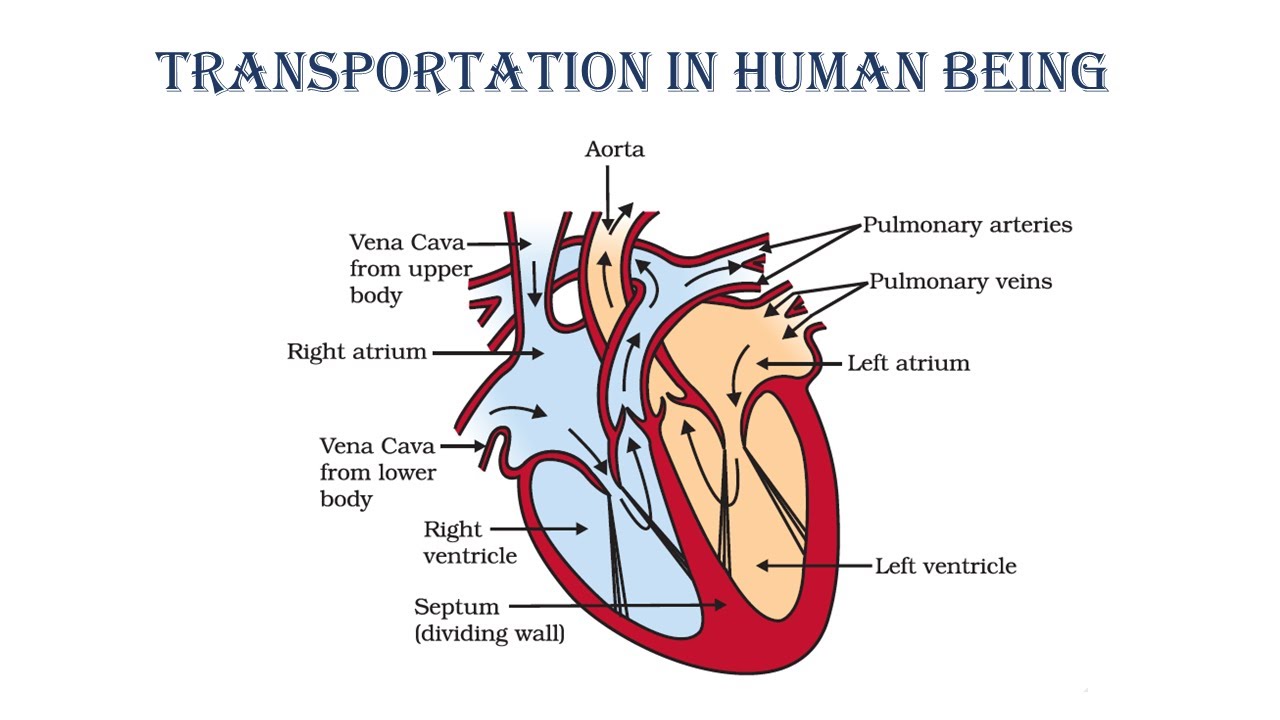 Transportation Part - 1 - YouTube