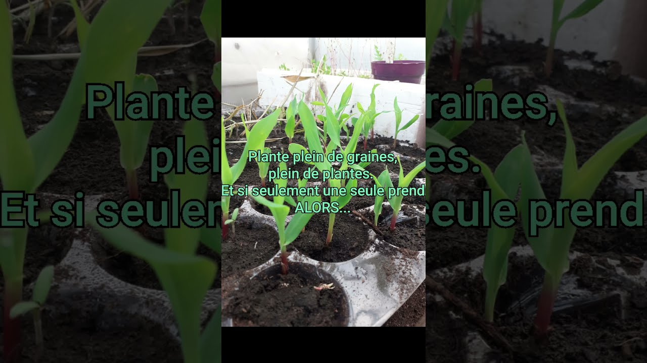 Comment faire pousser du maïs? semer, germer, planter du maïs ...