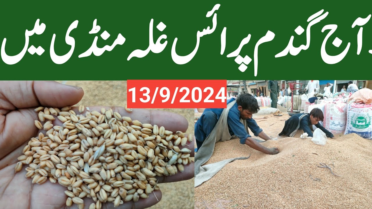 Wheat price today update| Wheat Rate today Galla Mandi| Wheat price ...