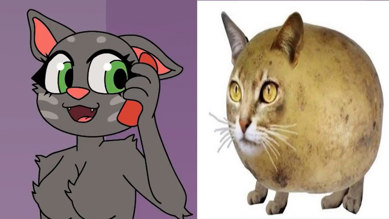 Talking Tamara grades memes cats - YouTube