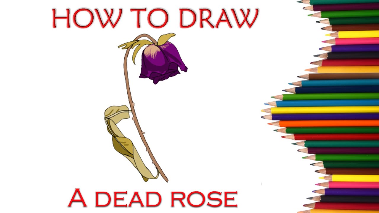 How To Draw A Dead Rose Step By step Guide | Easy Drawing - YouTube