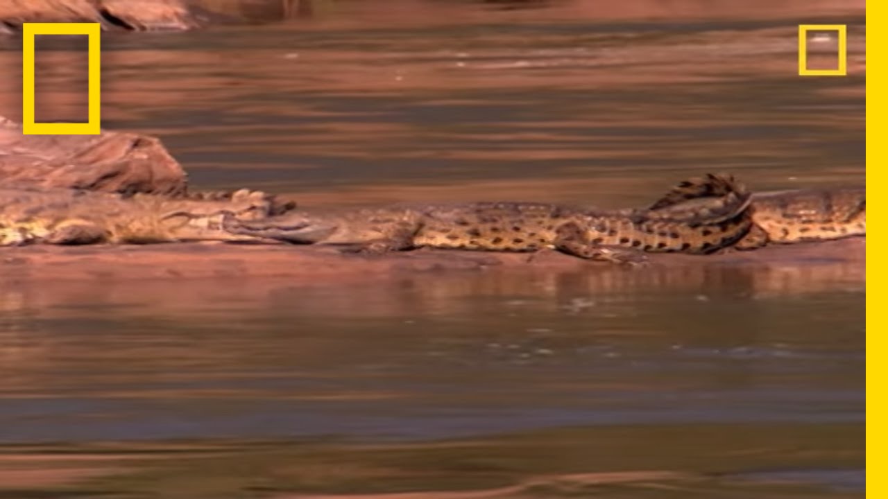 Man-Eating Croc | National Geographic - YouTube