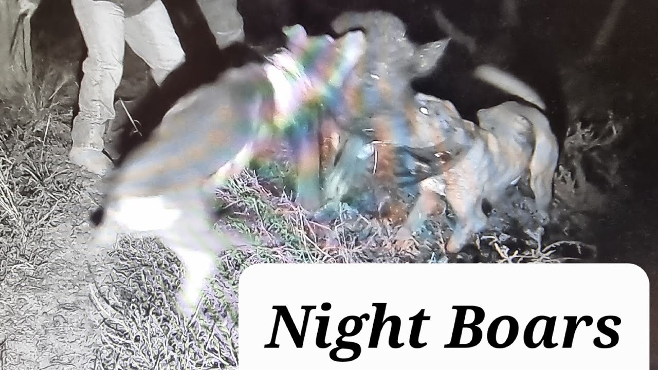 Night Boars Hunting With Dogs Australia Pig Hunting - YouTube